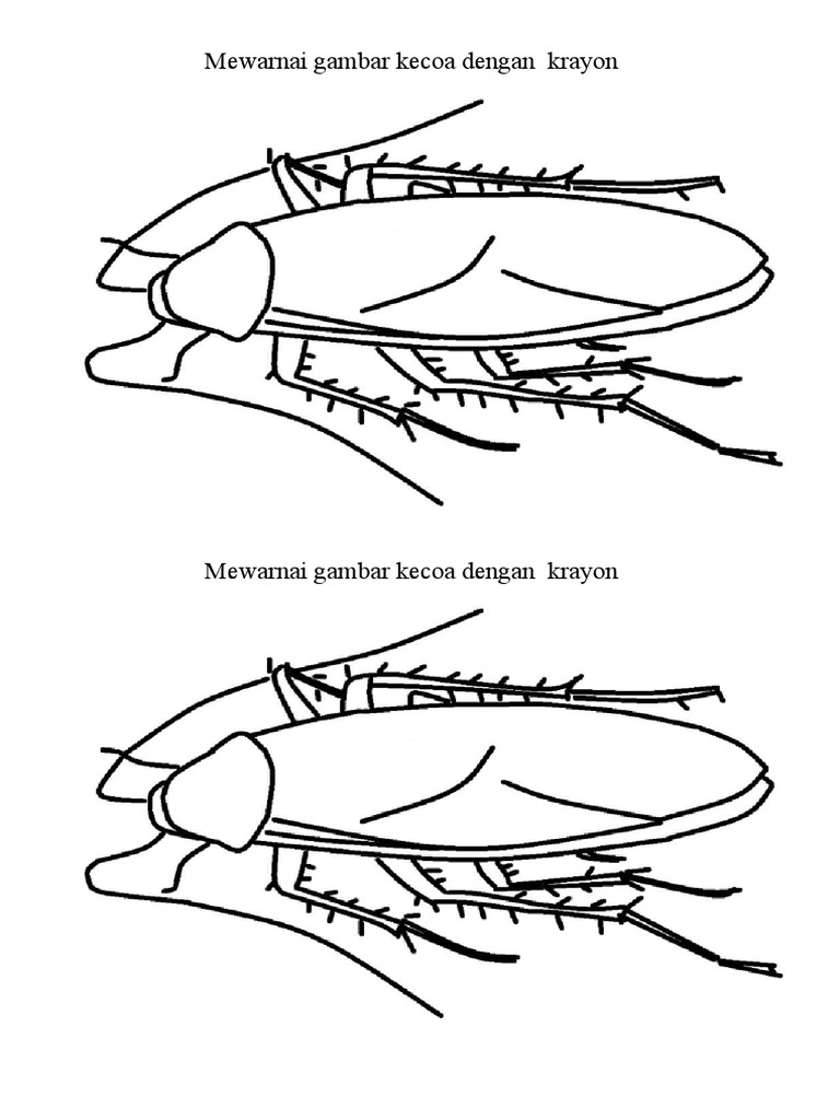 Gambar Kecoa | PDF