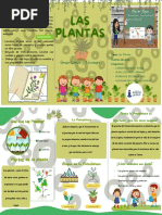 Cultivo de Yerba Del Pollo (Alternanthera Pungens) y Usos, Herbotecnia ...
