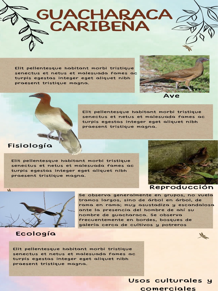 Guacharaca Caribeña | PDF