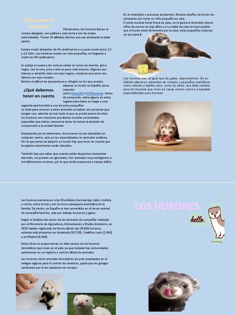 Diptico | PDF | Gatos
