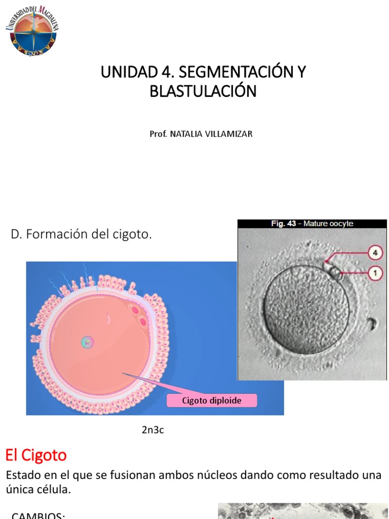 Clase 4. Segmentación y Blastulación | PDF | Placenta | Biologia de ...