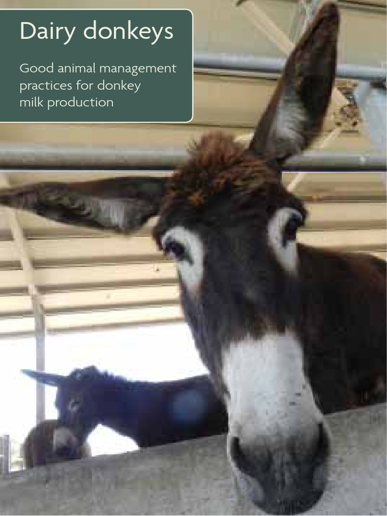Dairy Donkeys: Good Animal Management Practices For Donkey Milk ...