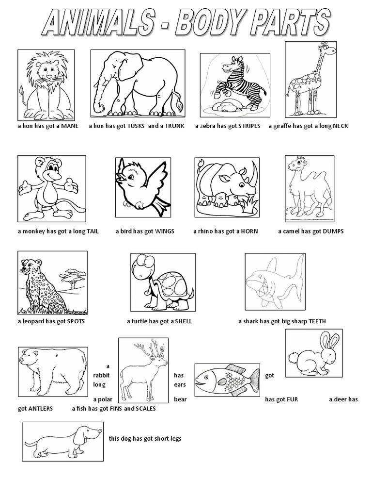 animals-body-parts-picture-description-picture-dictionary | PDF