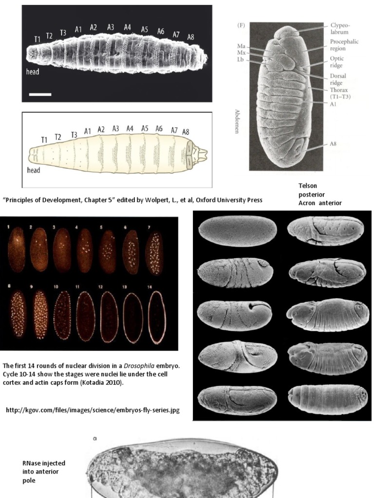 Establishment of The Body Plan in Insects | PDF | Reproduction ...