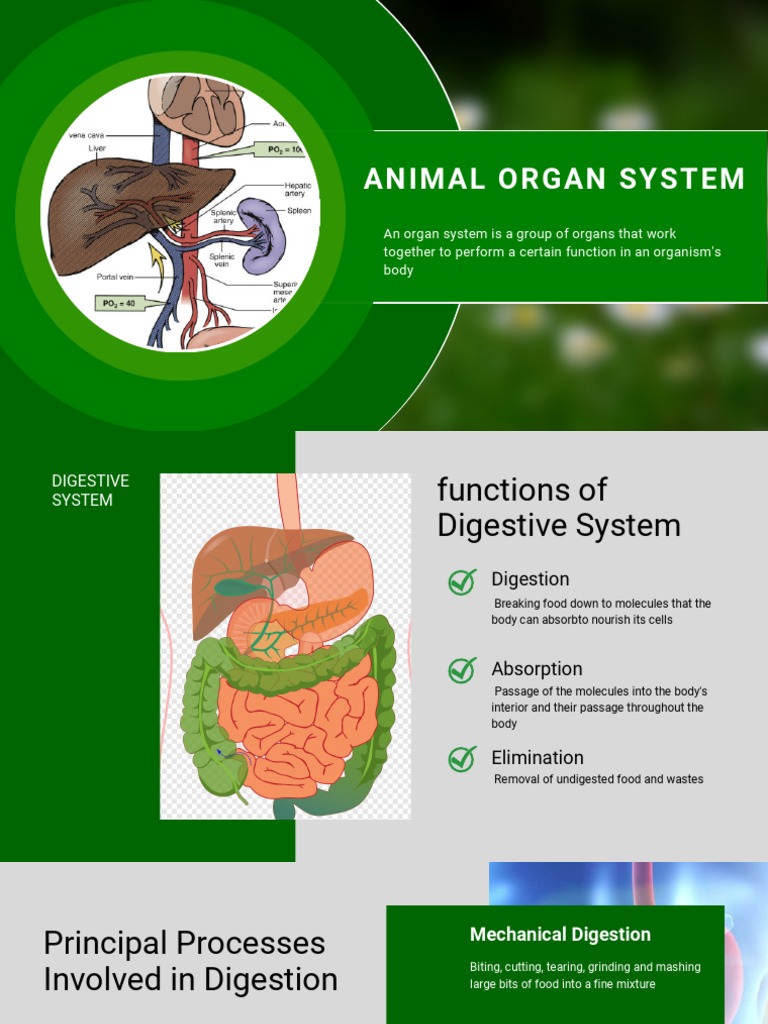 Green Modern Ecology Ecosystem Presentation Template | PDF | Digestion ...
