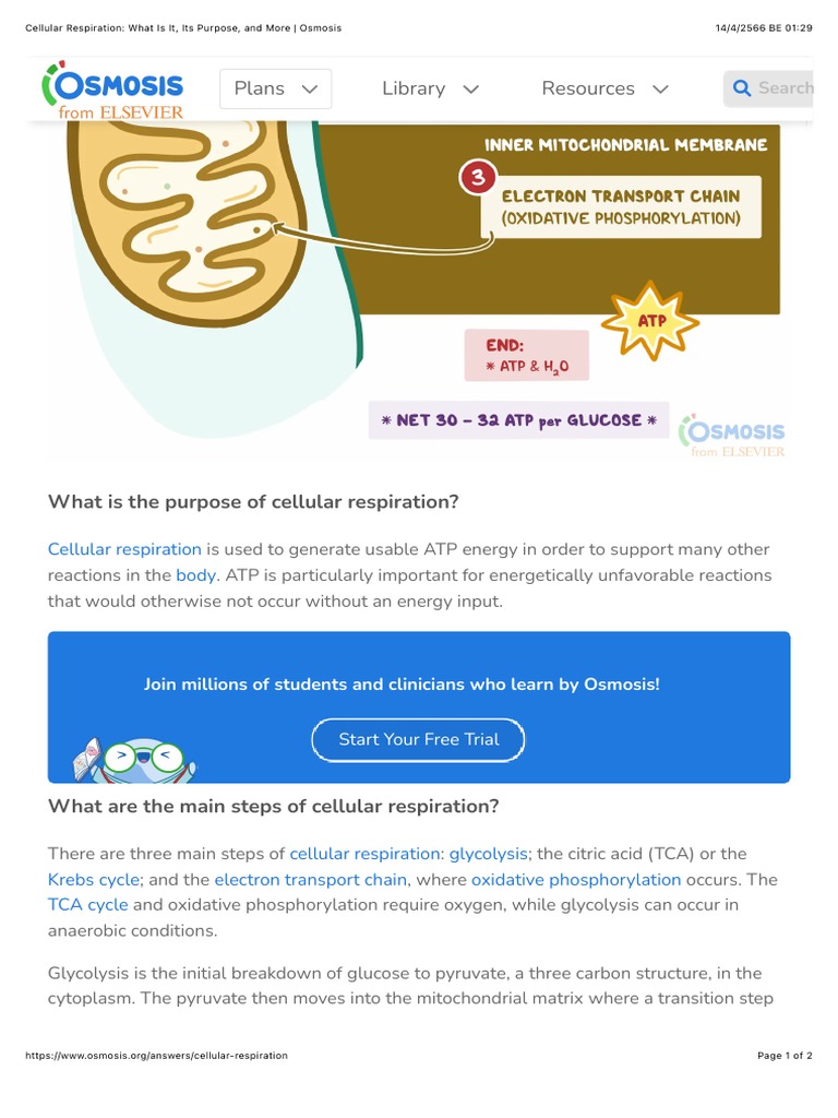Cellular Respiration: What Is It, Its Purpose, and More (Osmosis) | PDF | Cellular Respiration ...