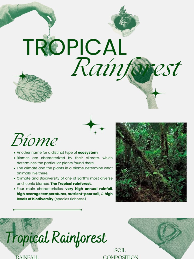 Tropical Rainforest | PDF