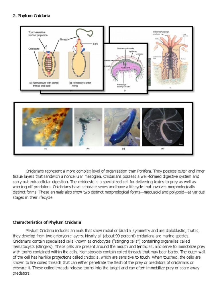 Characteristics and Classification of Phylum Cnidaria | PDF | Zoology ...