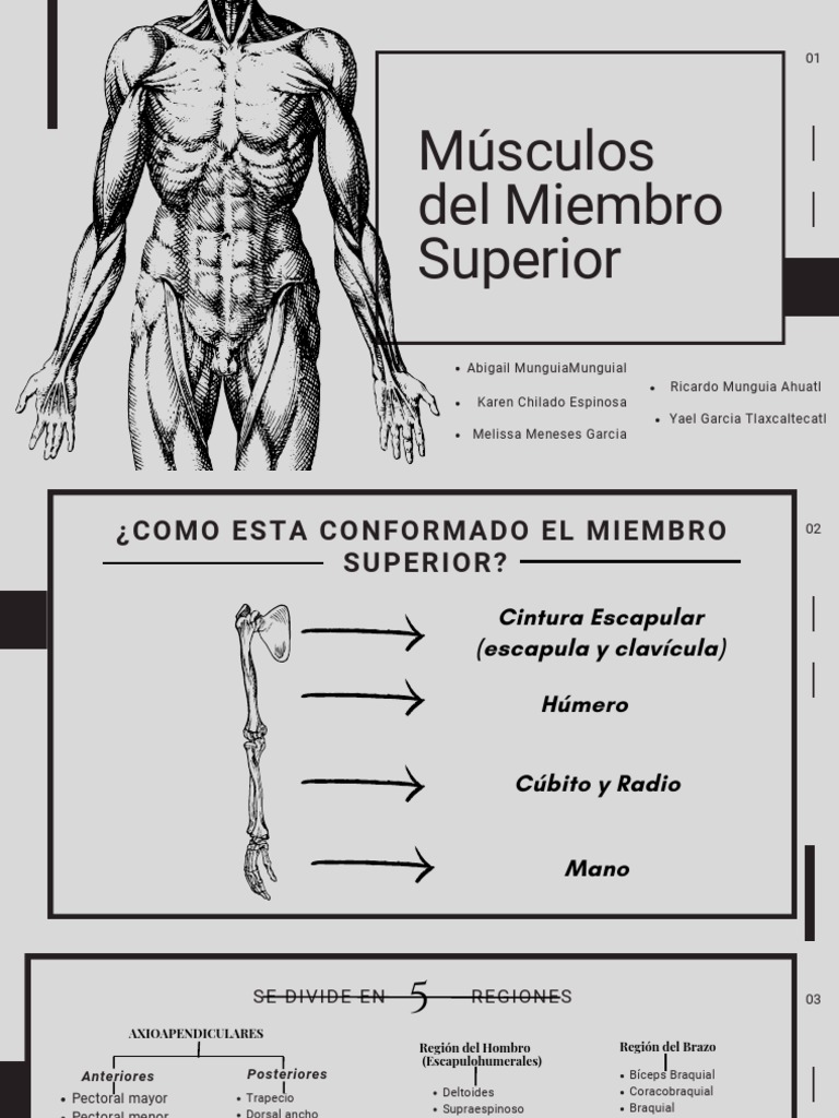 Músculos Del Miembro Superior | Descargar gratis PDF | Anatomía humana ...