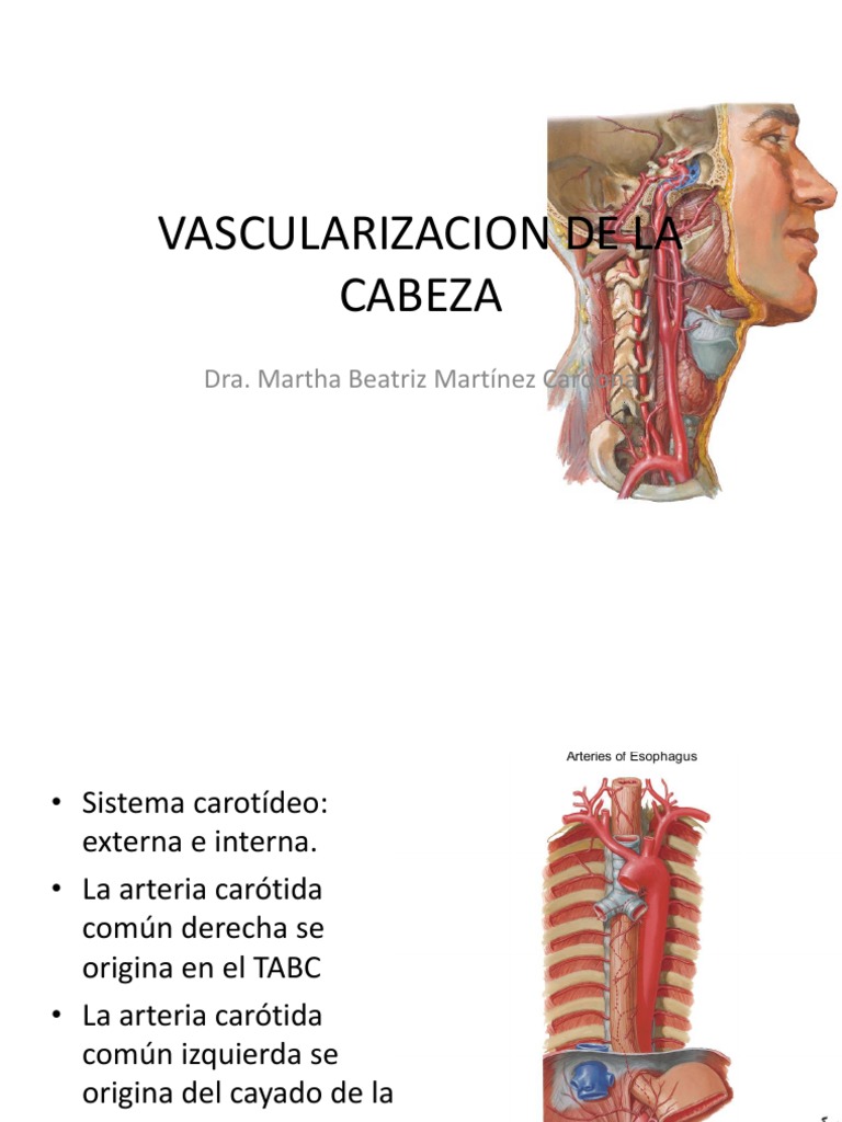 Vascularizacion de La Cabeza | PDF | Anatomía | Cabeza y cuello humanos