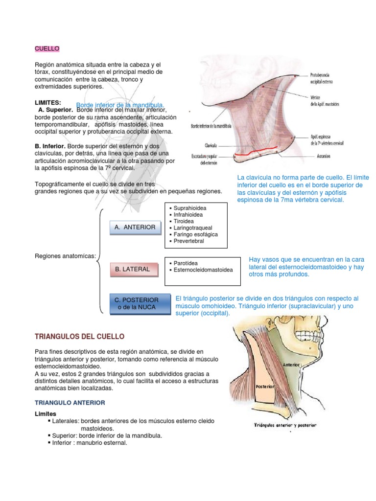3.1 Triángulos Del Cuello | PDF | Anatomía humana | Anatomía