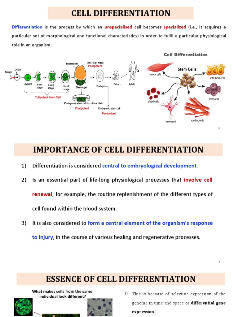 Cell Differentiation | PDF | Cellular Differentiation | Cell Potency