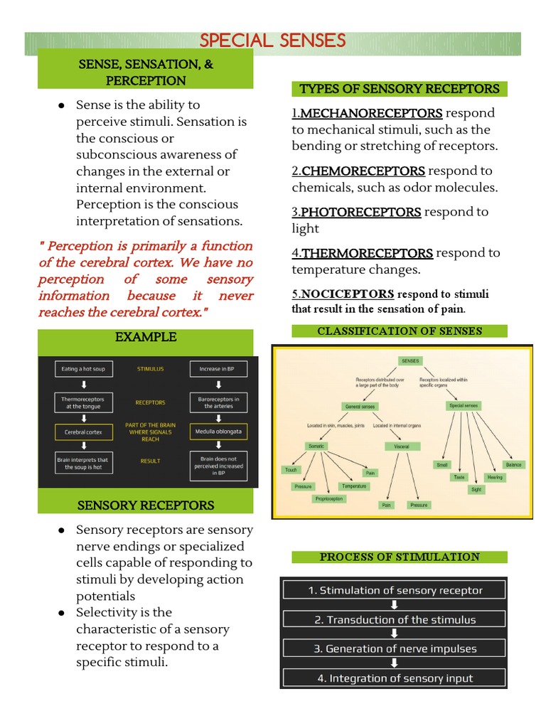 Special Senses | PDF | Ear | Auditory System