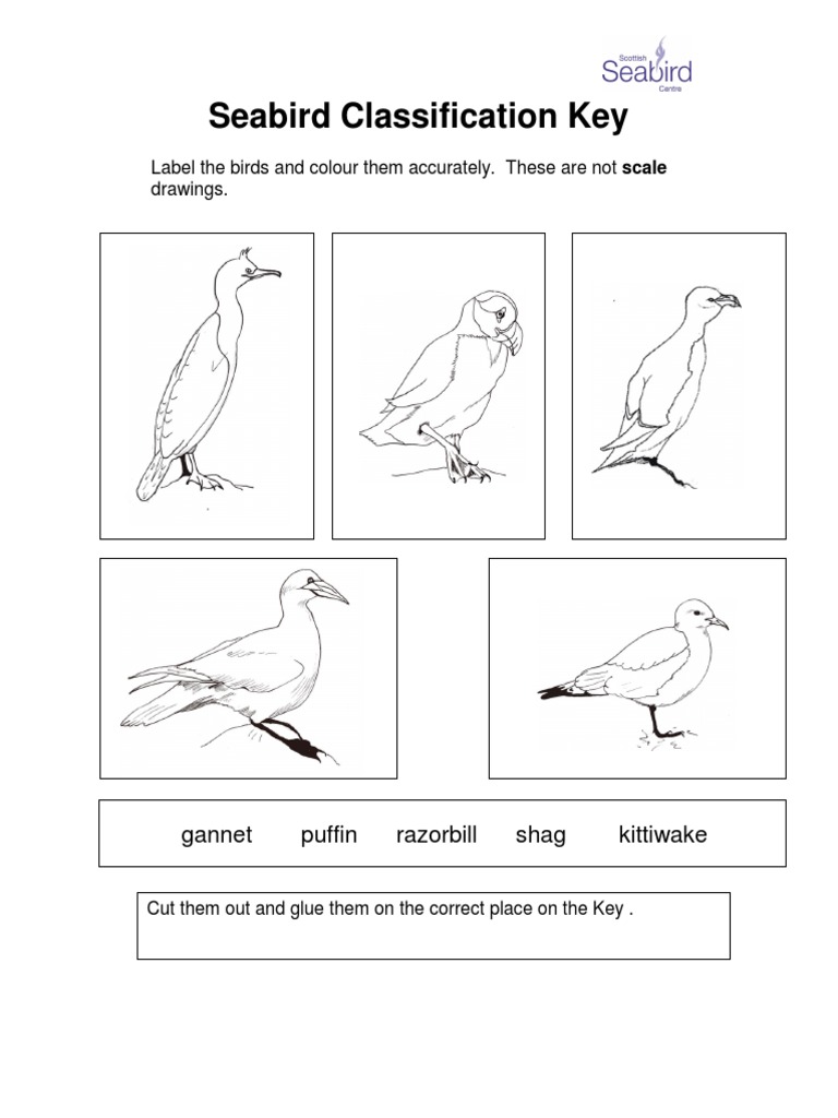 Seabird Classification Key: Label The Birds and Colour Them Accurately ...
