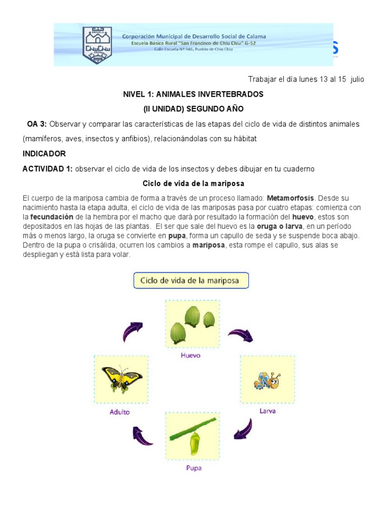 Ciclo de Vida de Insectos para Niños | PDF | Hogar, jardinería y ...