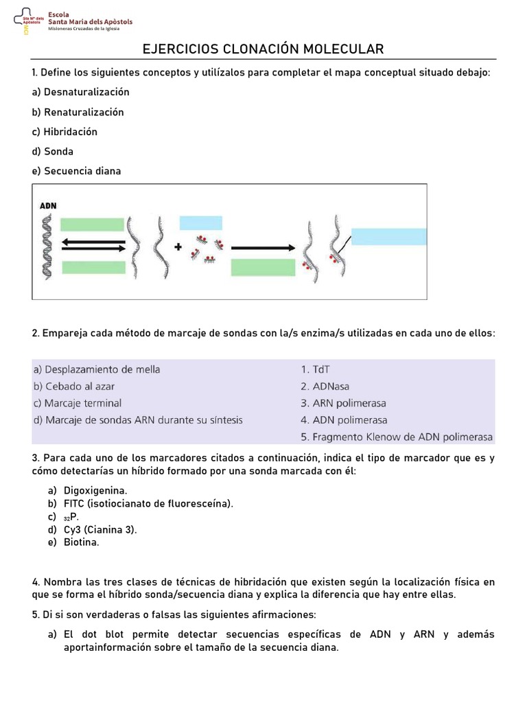 Ejercicios UD 4 y 5 Voluntarios | PDF | Hibridación de ácido nucleico | Bioquímica