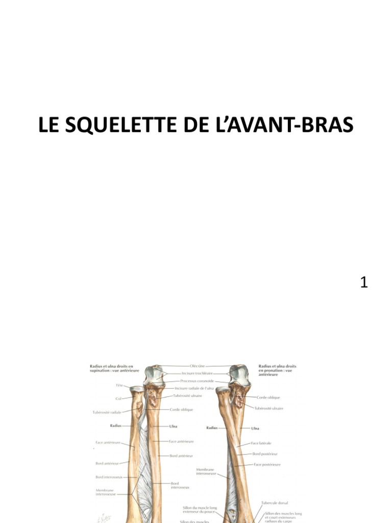 Le Squelette de L'avant-Bras | PDF | Membres (anatomie) | Appareil ...