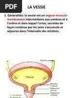 Anatomie des reins et leur vascularisation | PDF | Rein | Foie