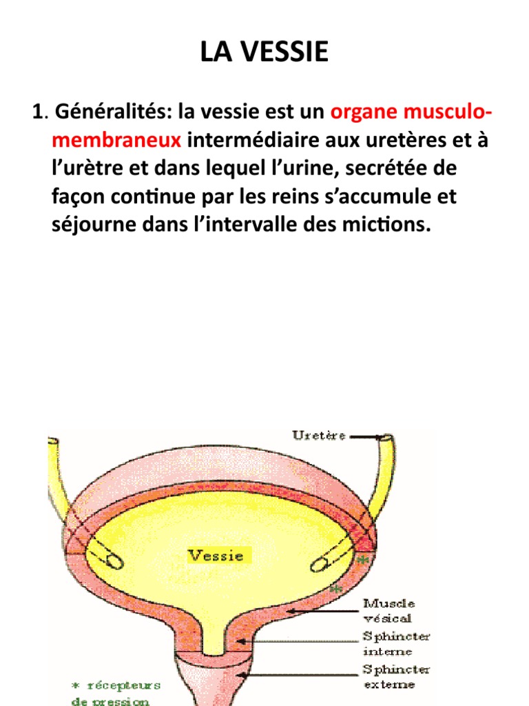 La Vessie | PDF | Vessie | Prostate