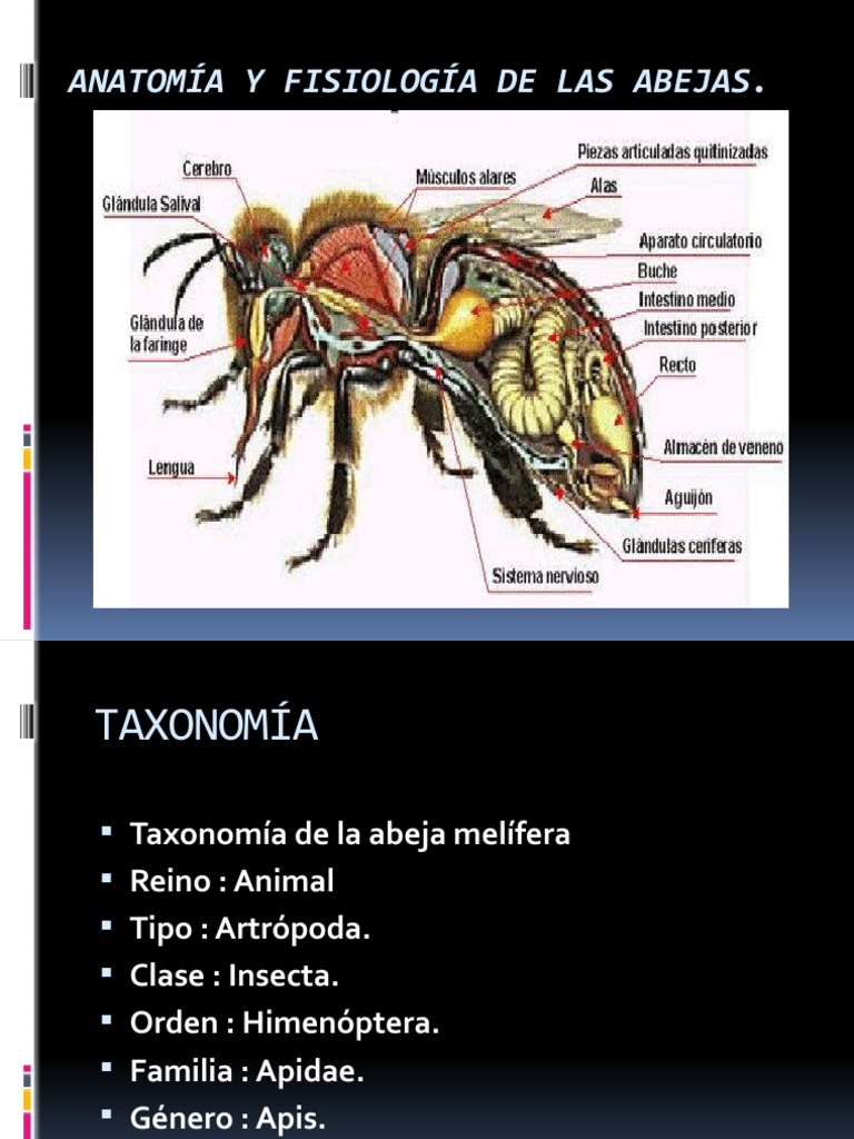 Anatomia de Las Abejas #4 | PDF | Abejas | Sistema digestivo humano