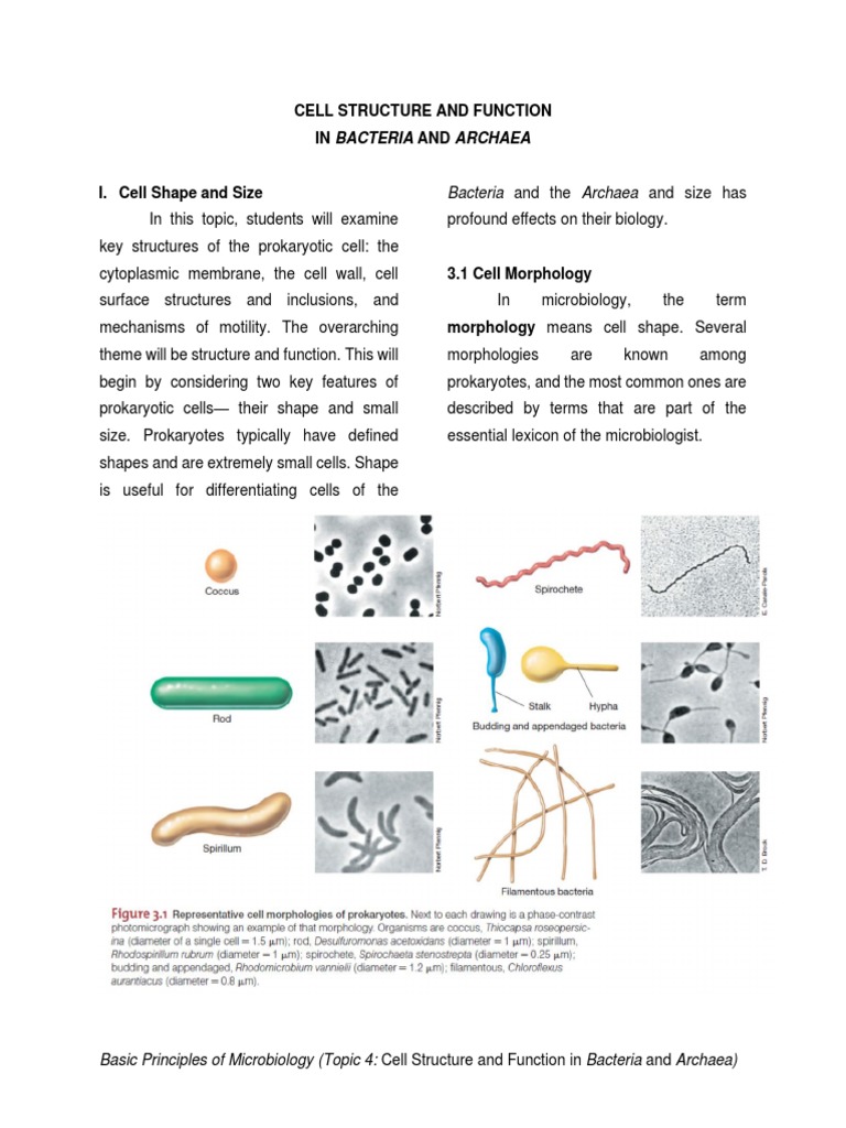 Topic 4 Cell Structure and Function in Bacteria and Archaea | PDF