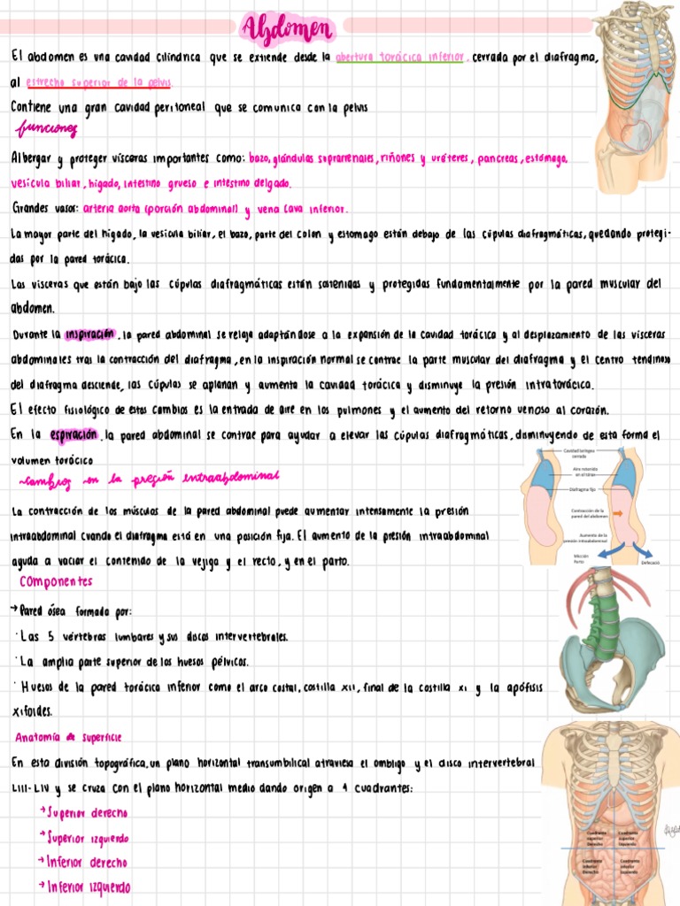 Anatomía de Abdomen | PDF | Abdomen | Sistema esquelético