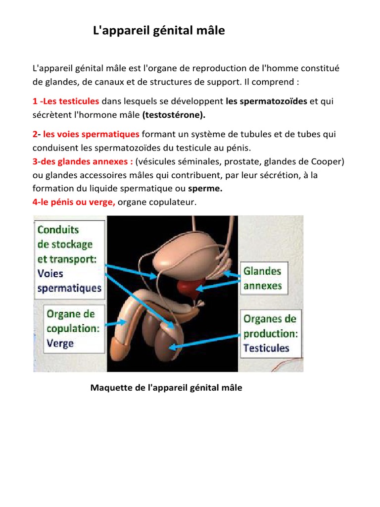 Appareil Genital Masculin | PDF | Prostate | Testicule