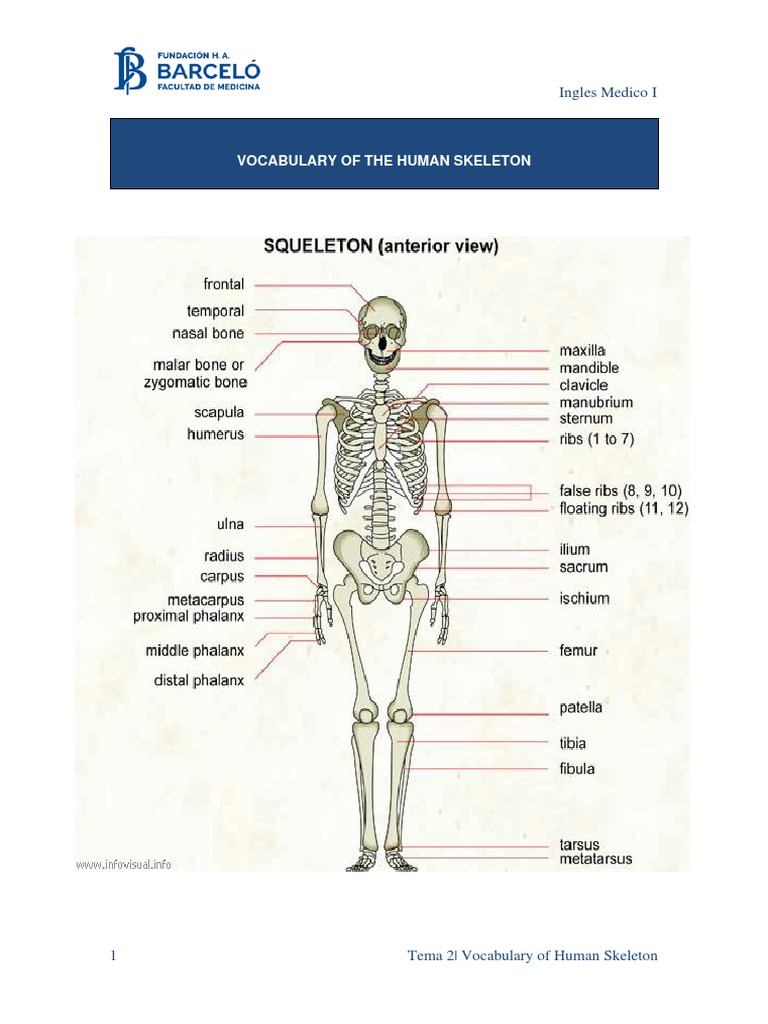 Ingles Medico I: Vocabulary of The Human Skeleton | PDF | Skull | Pelvis