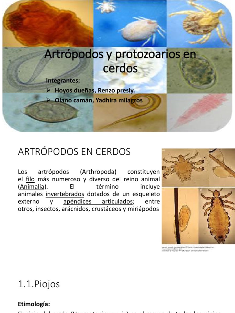 ARTRÓPODOS EN CERDOS II Unidad | PDF | Tecnología