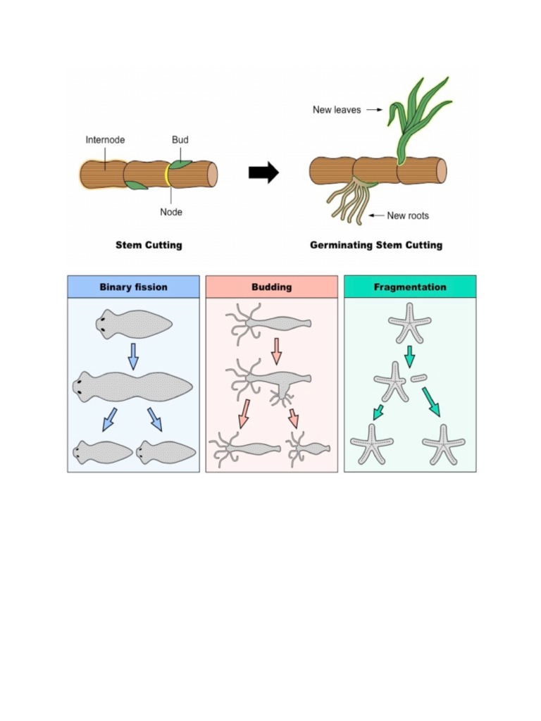 BioNinja IB Biology Notes For Binary Fission, Fragmentation and Budding ...
