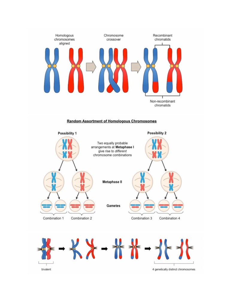 Bioninja IB Biology Meiosis Notes | PDF