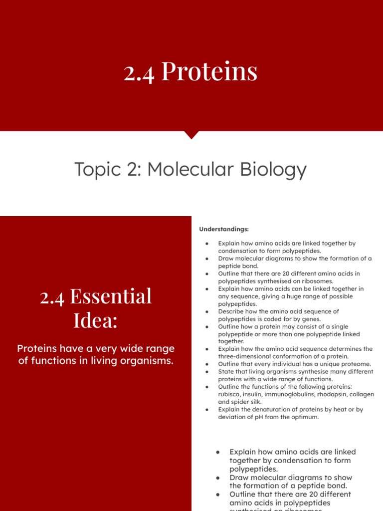 2.4 Proteins | PDF | Protein Structure | Proteins