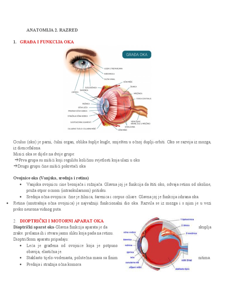 Građa I Funkcija Oka: Anatomija 2. Razred 1 | PDF