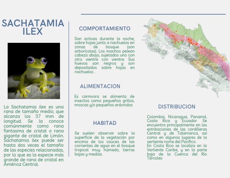 La impresionante Sachatamia ilex: características clave de la rana ...