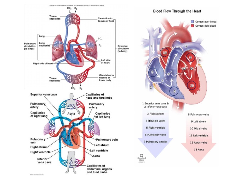 9 - Diagrams of Circulator System Structures | PDF