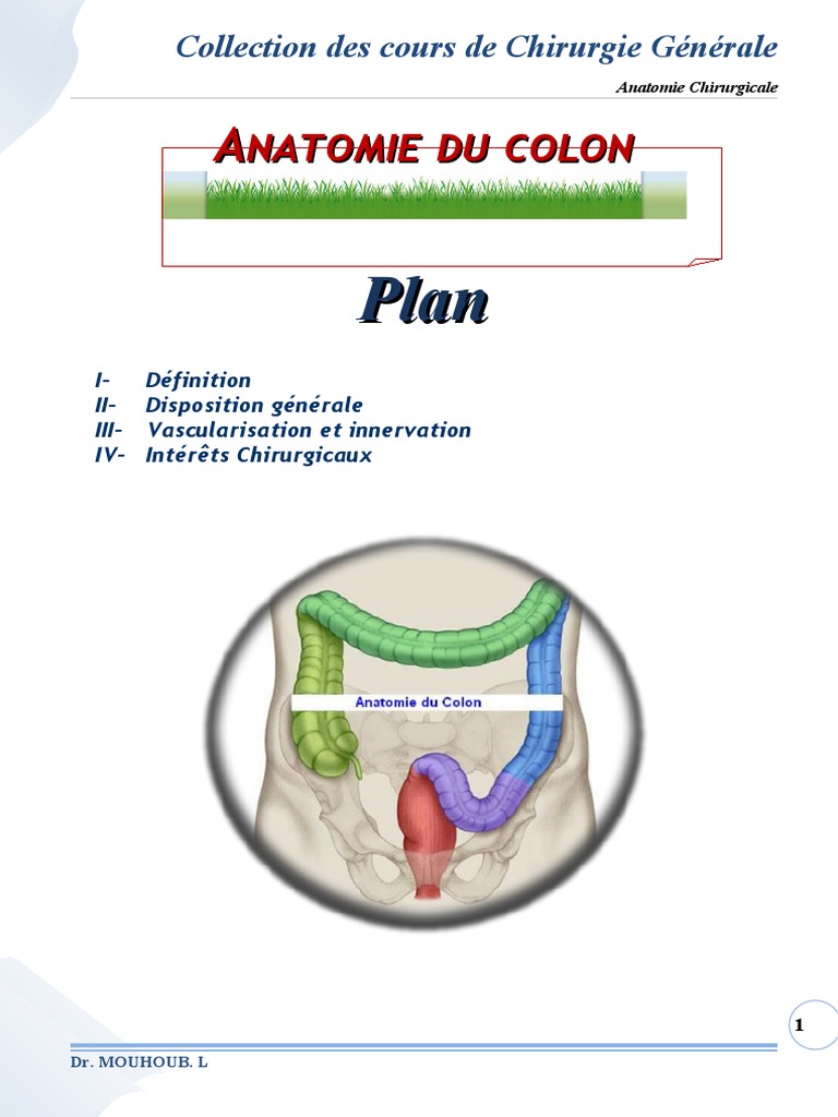 Anatomie du Côlon en Chirurgie Générale | PDF | Gros intestin | Péritoine
