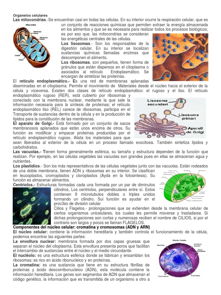 Organelos Celulares | PDF | Rna | Adn