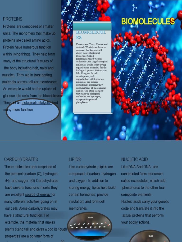 An Overview of the Four Major Biological Macromolecules: Proteins ...