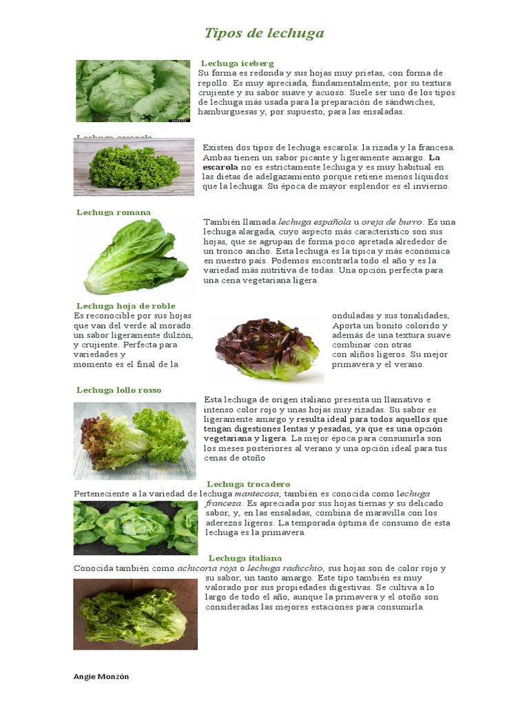 Descubre Los 14 Tipos De Lechuga Que Hay – SMMFR