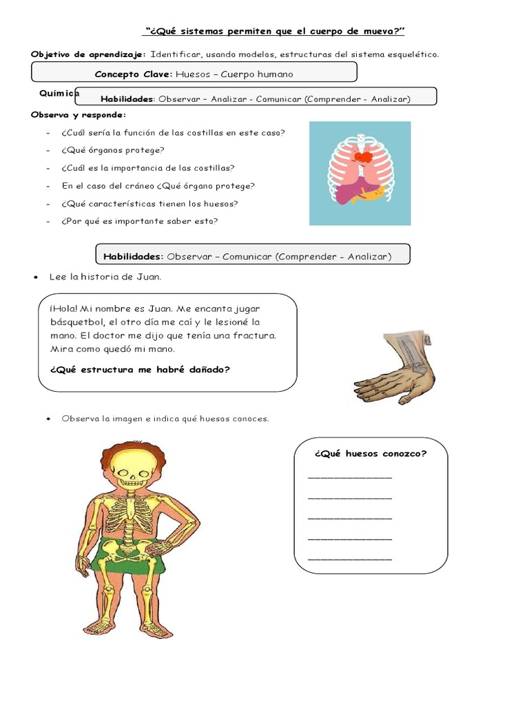Guías Sistema Esquelético | PDF | Músculo | Esqueleto