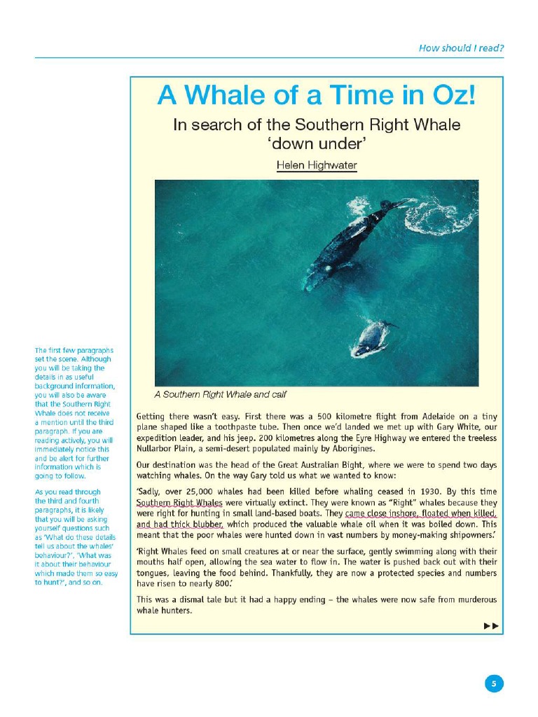 HW Southern Right Whales | PDF