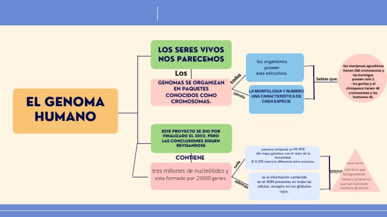 Genoma Humano | PDF | Genoma | Cromosoma
