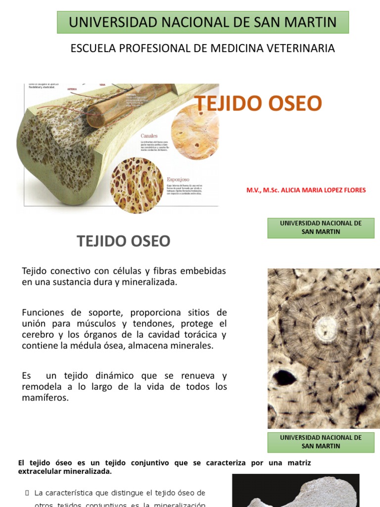 Tejido Oseo | PDF | Hueso | Osteoblastos