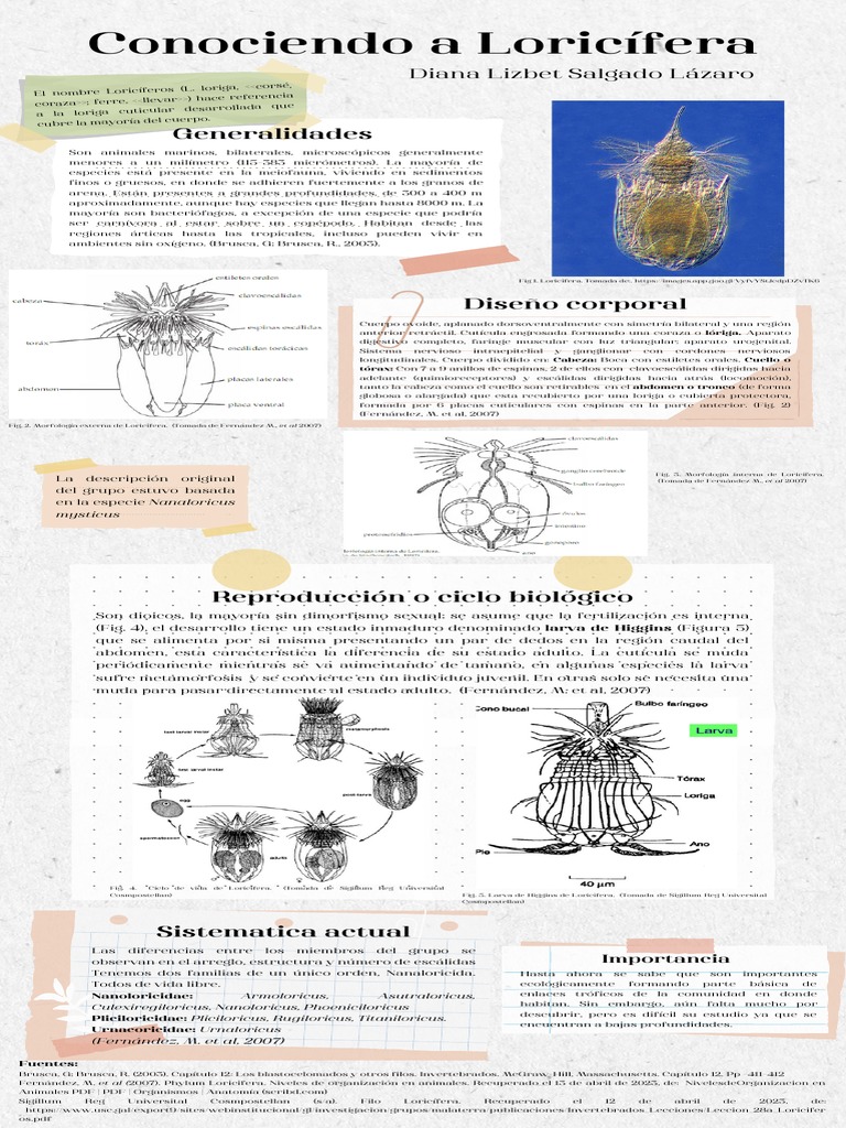 Infografía Loricífera_Diana Salgado | PDF