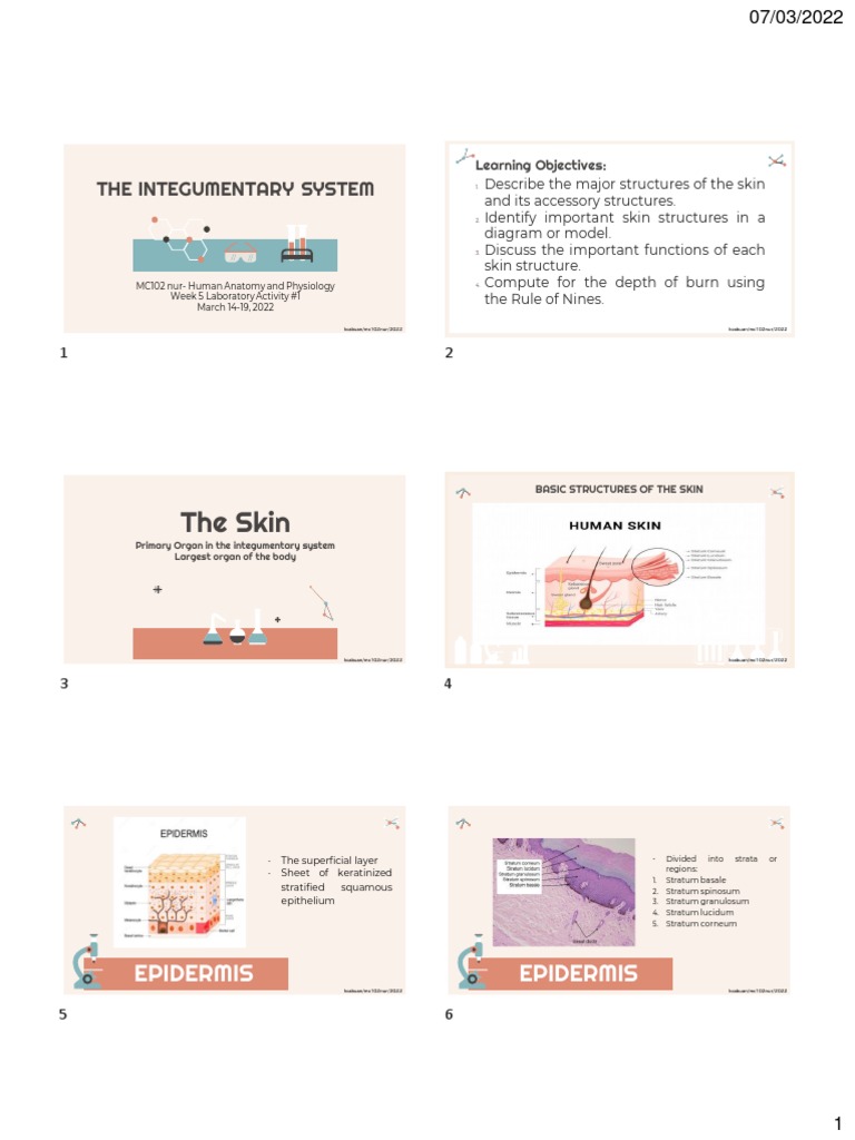 Laboratory Activity 1 On Integumentary System (STUDENT'S COPY) | PDF ...