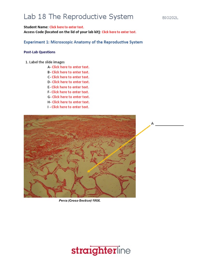 Reproductive System Lab Guide | PDF | Reproductive System | Sexual Anatomy