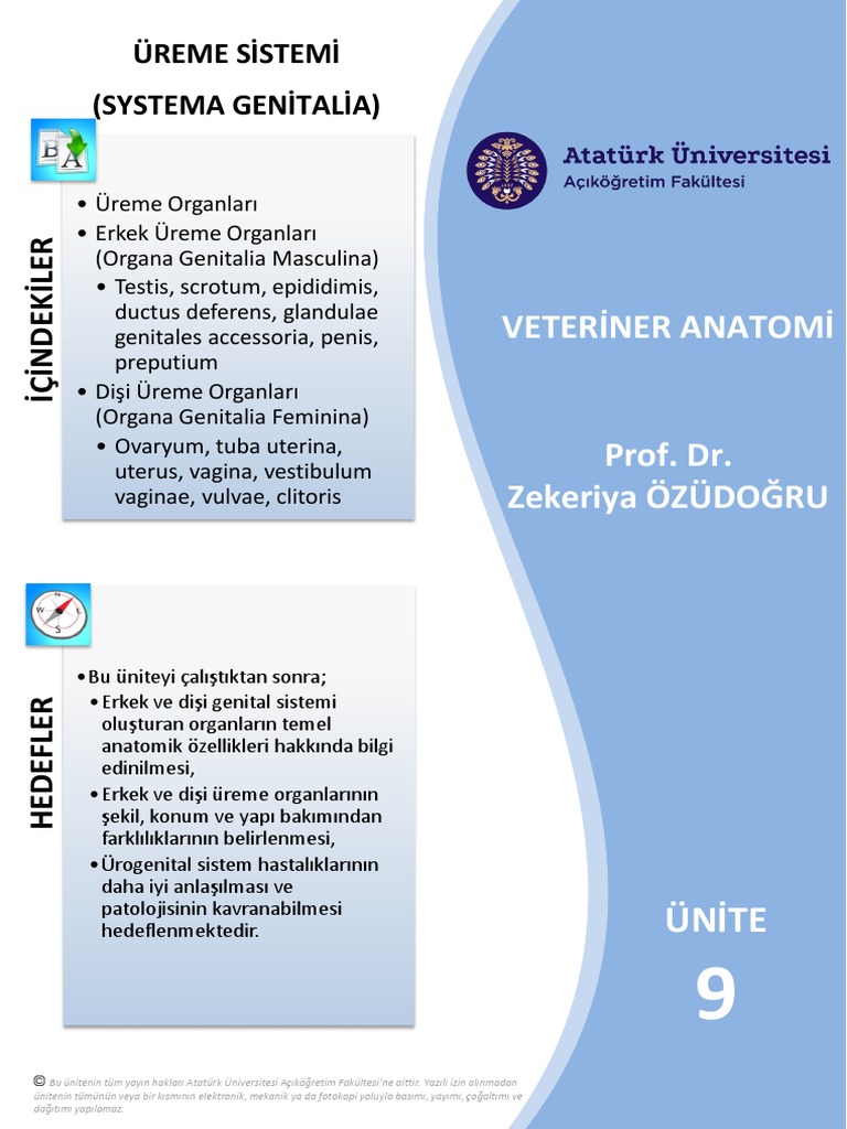 Veteriner Anatomi: Üreme Sistemi (Systema Genitalia) | PDF