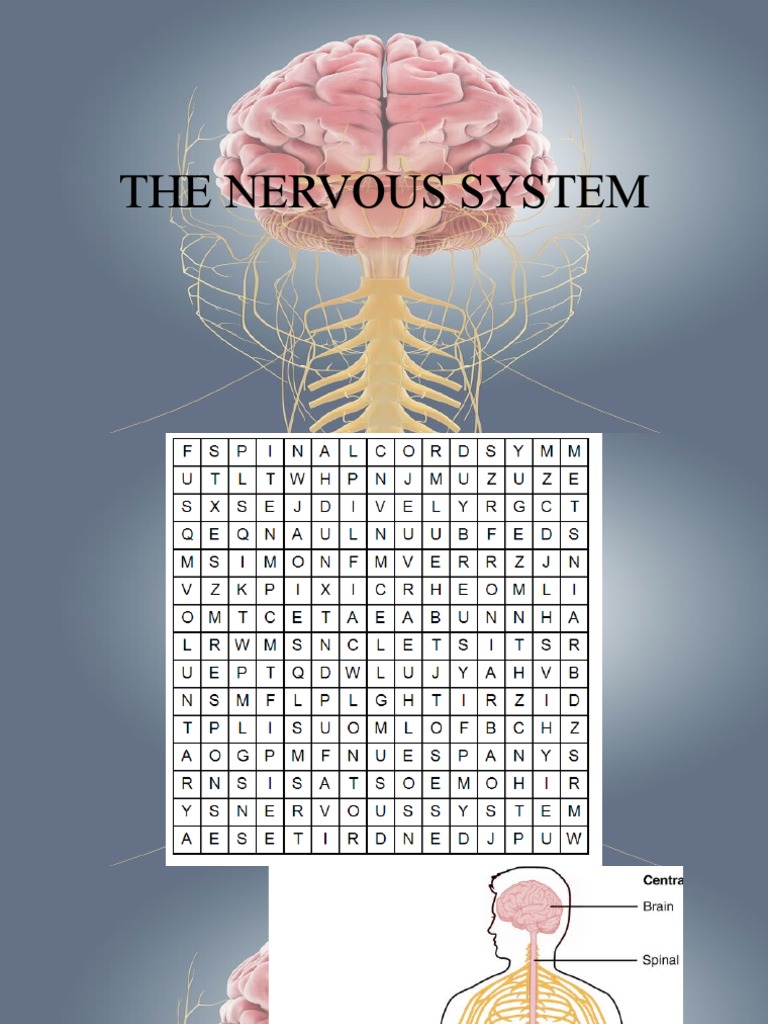 The Nervous System | PDF | Neuron | Nervous System