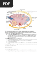 Morfología y Función del Ovario y Oviducto | PDF | Ovario | Sistema ...