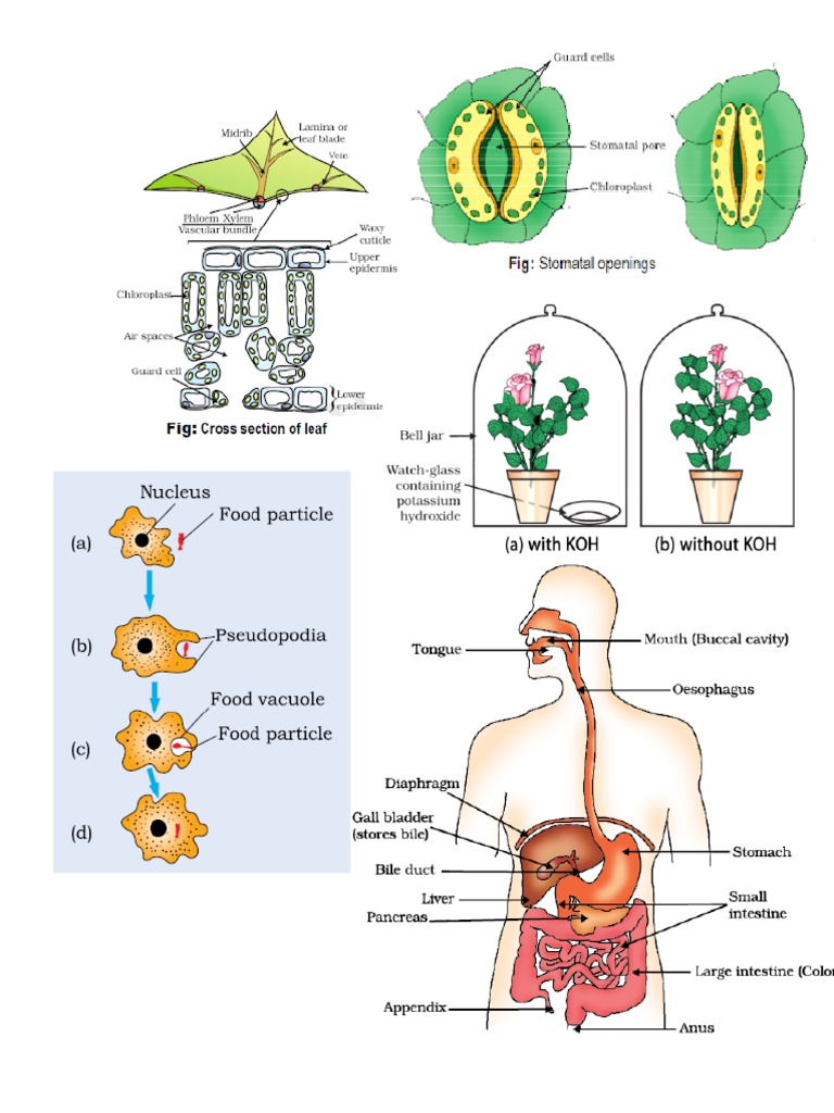 Biology Diagrams | PDF